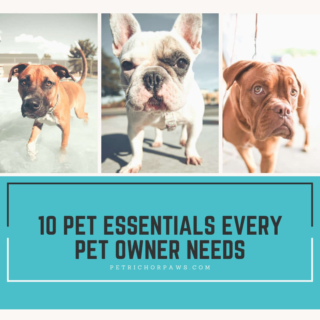 10 Pet Essentials Every Pet Owner Needs – Petrichor Pet