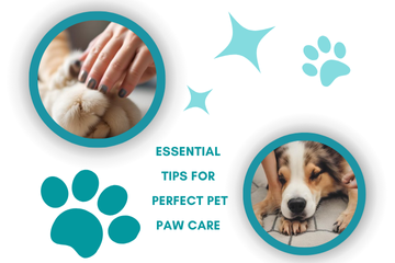 Paw Care for Dogs and Cats: Must-Have Tips for Keeping Paws on Fleek ...
